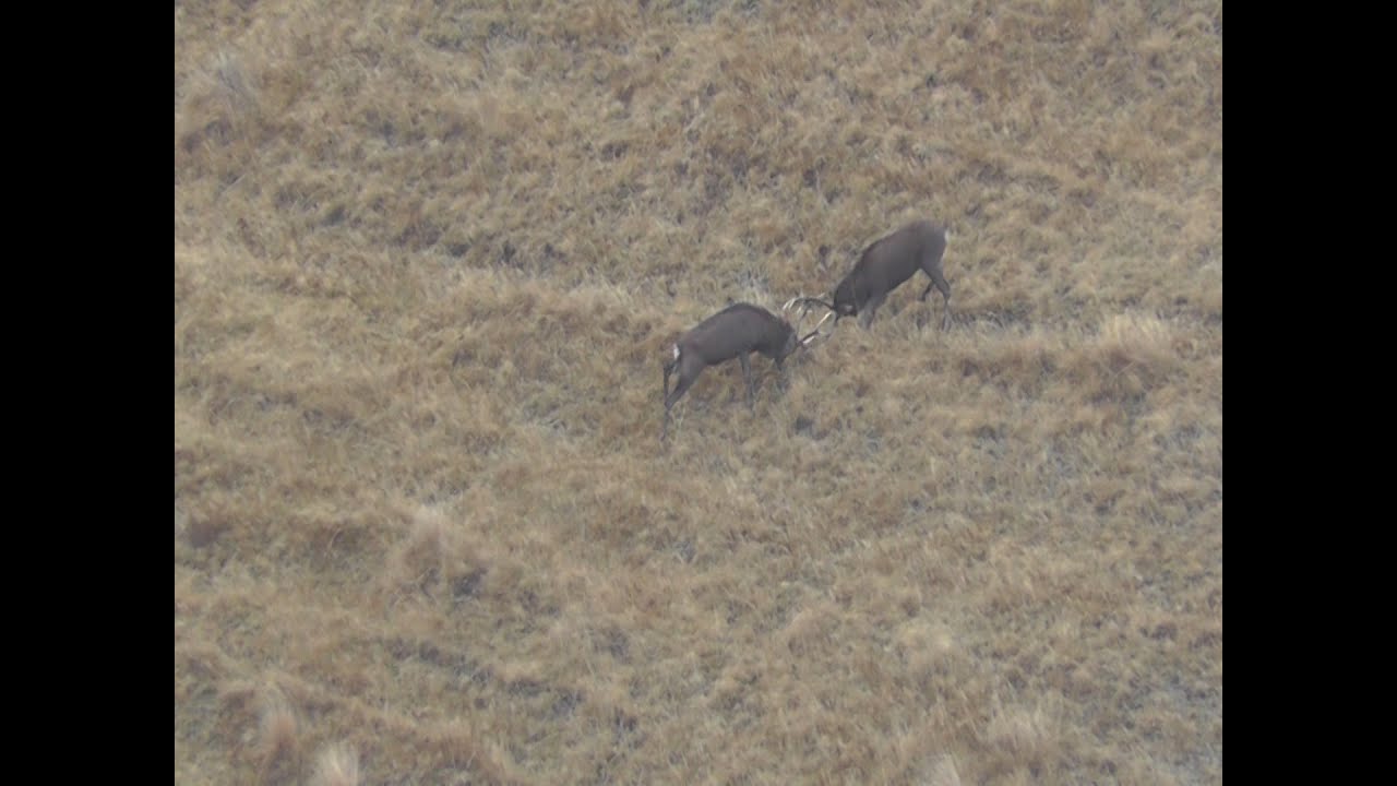 Huge stag fighting see a stag throw another stag over his shoulder ...