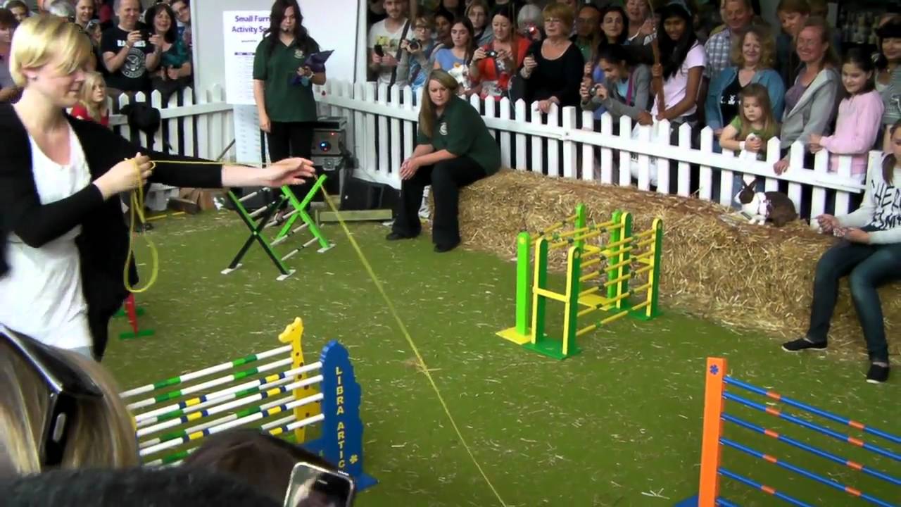 Rabbit show jumping at the london pet show. 2011 - YouTube