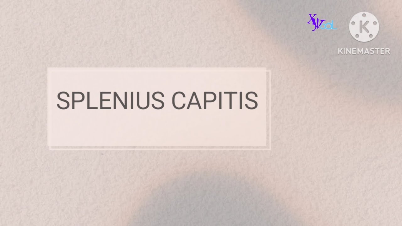 두판상근.머리널판근의 길(WAY OF SPLENIUS CAP.) - YouTube