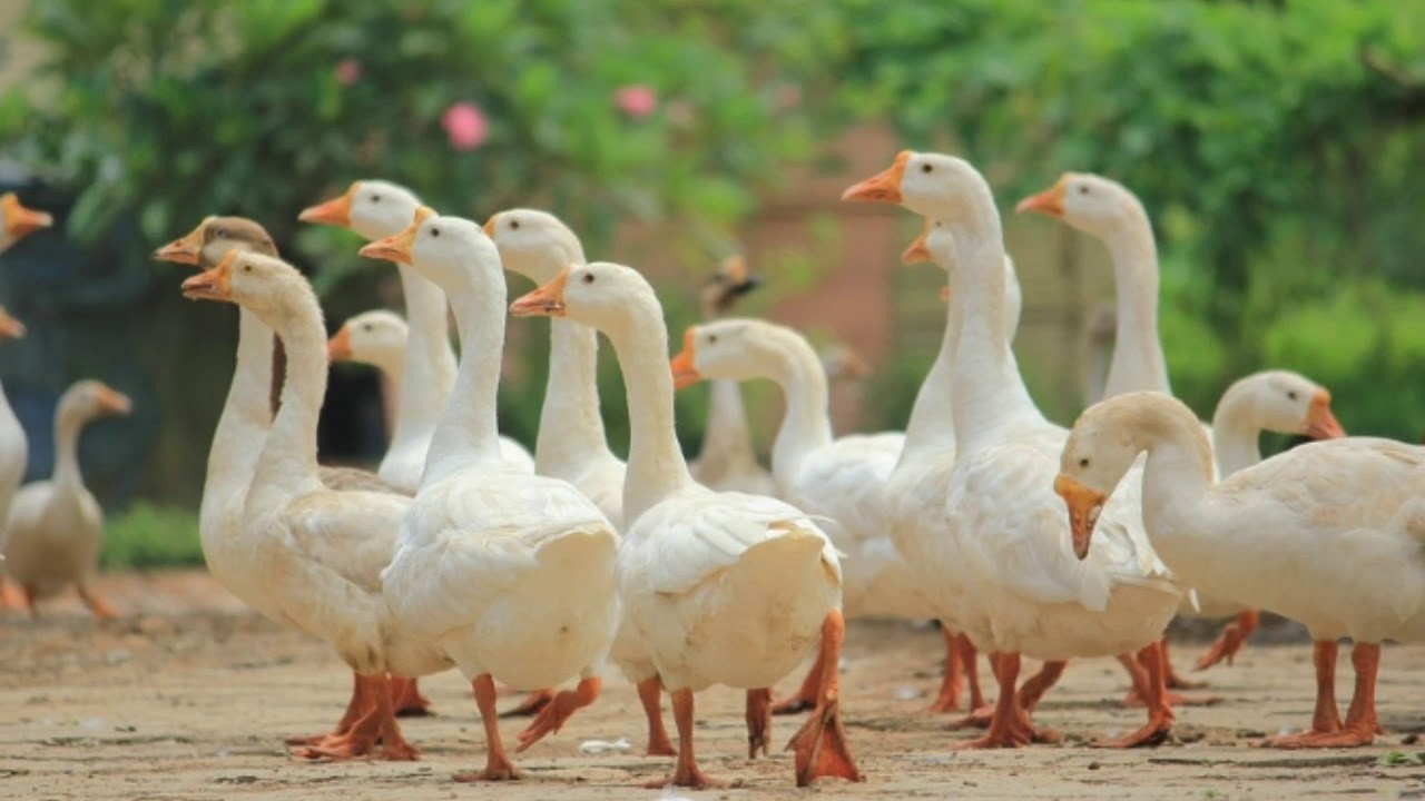 बत्तख पक्षी की सामान्य जानकारी,duck bird Interesting facts about in ...