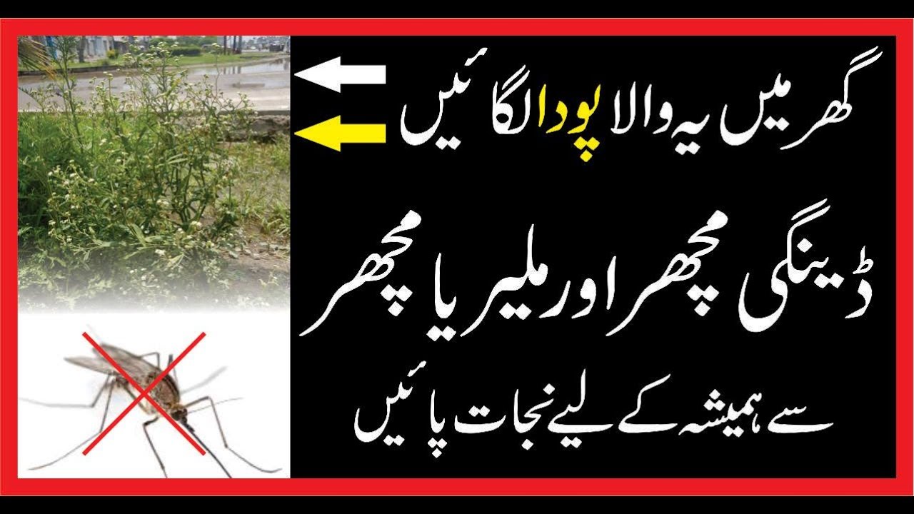 Dengue Machar|Malaria In Urdu| Malaria and Dengue| Sy Bacaho - YouTube