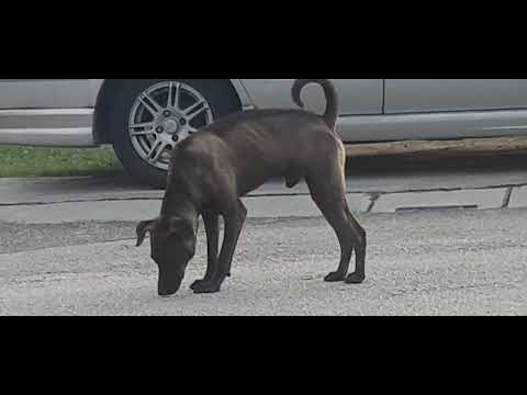 Stray dog candid dogshorts shortvideo shorts video 300326 @margaretchiew