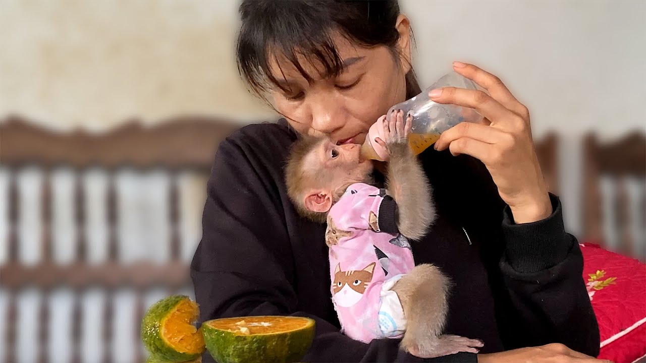 Monkey Zim with a late lunch with her family | Monkey Zim - YouTube
