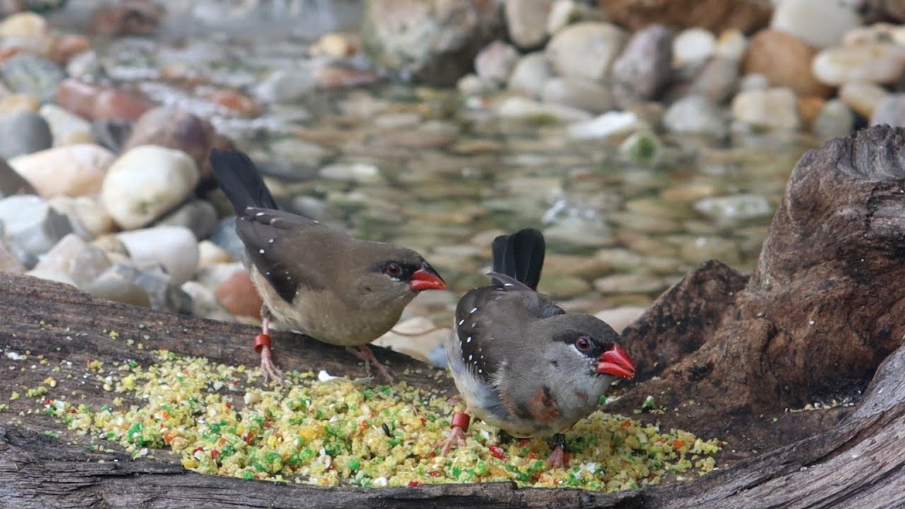 Strawberry finch, Red avadavat, Red munia ( Amandava amandava ) Bird ...