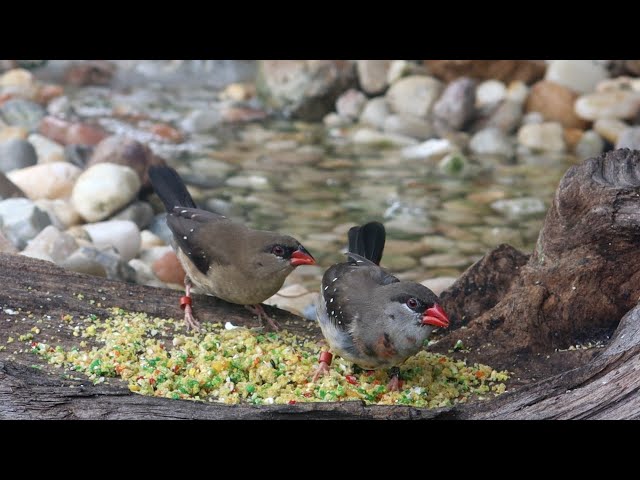 Strawberry Finch Female