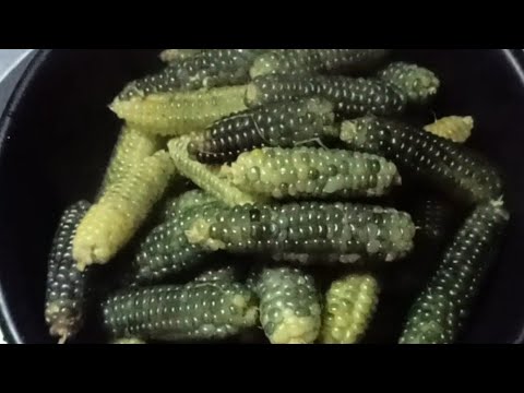 tev pob kws cub noj - YouTube