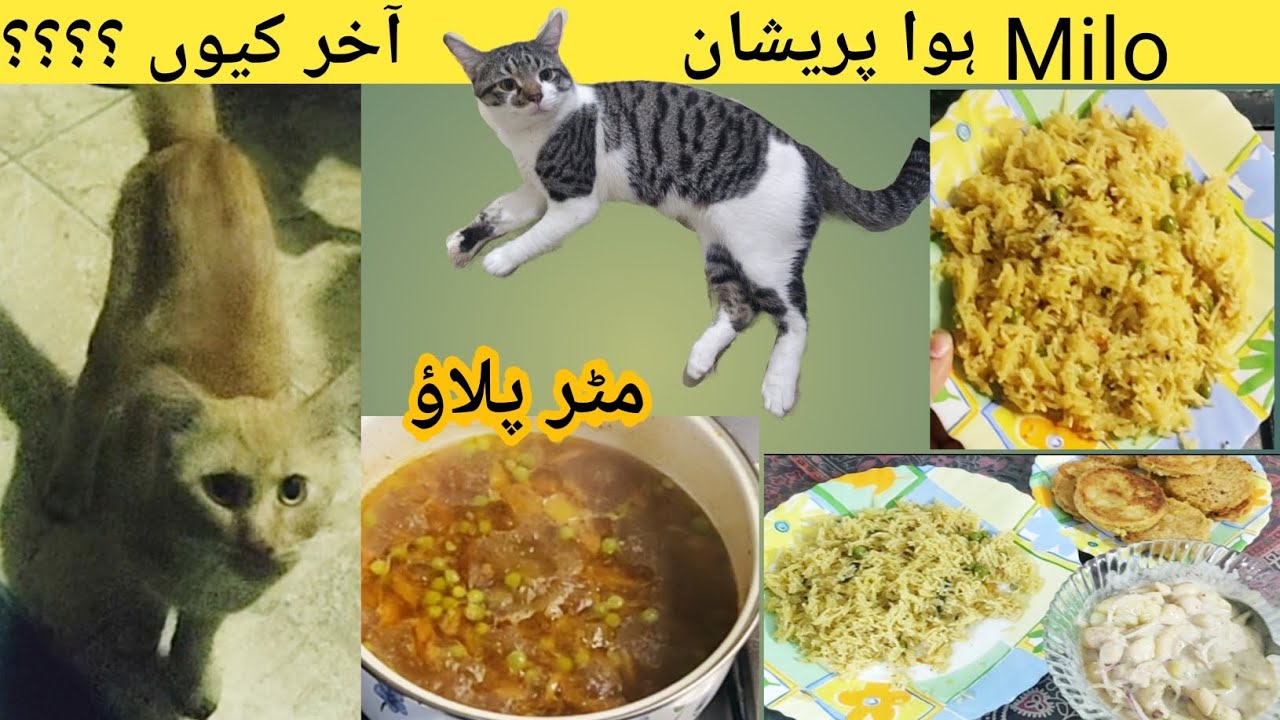 Milo pareshan kiun hua?? || Matar Pulao Recipe || Daily Routine vlog ...