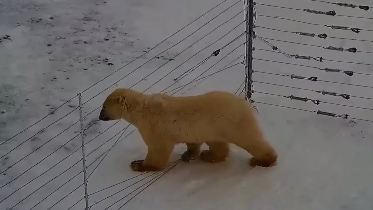 Polar bear goes through electric fence 2024-11-24 am CS explore.org ...