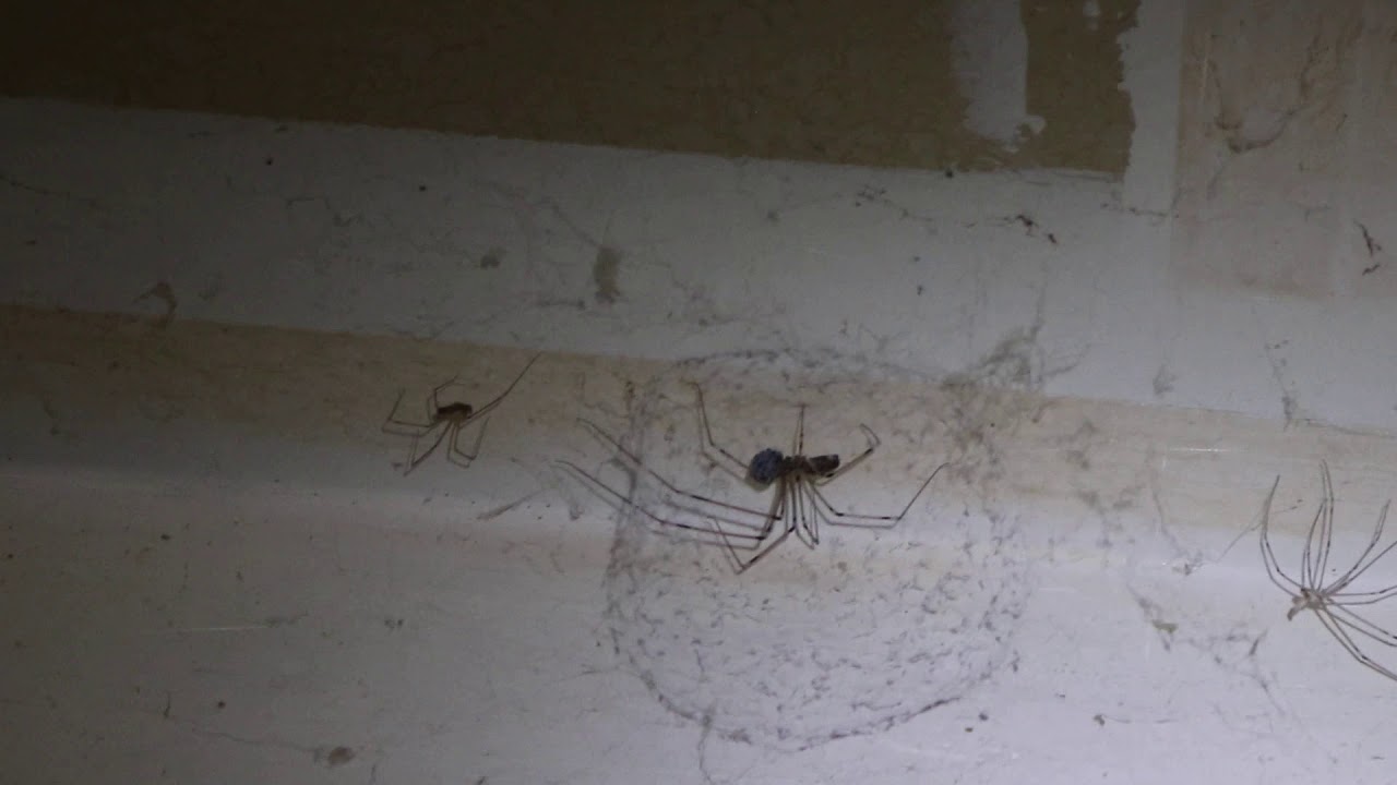 A REMARKABLE and AWFUL CREATURE - YouTube