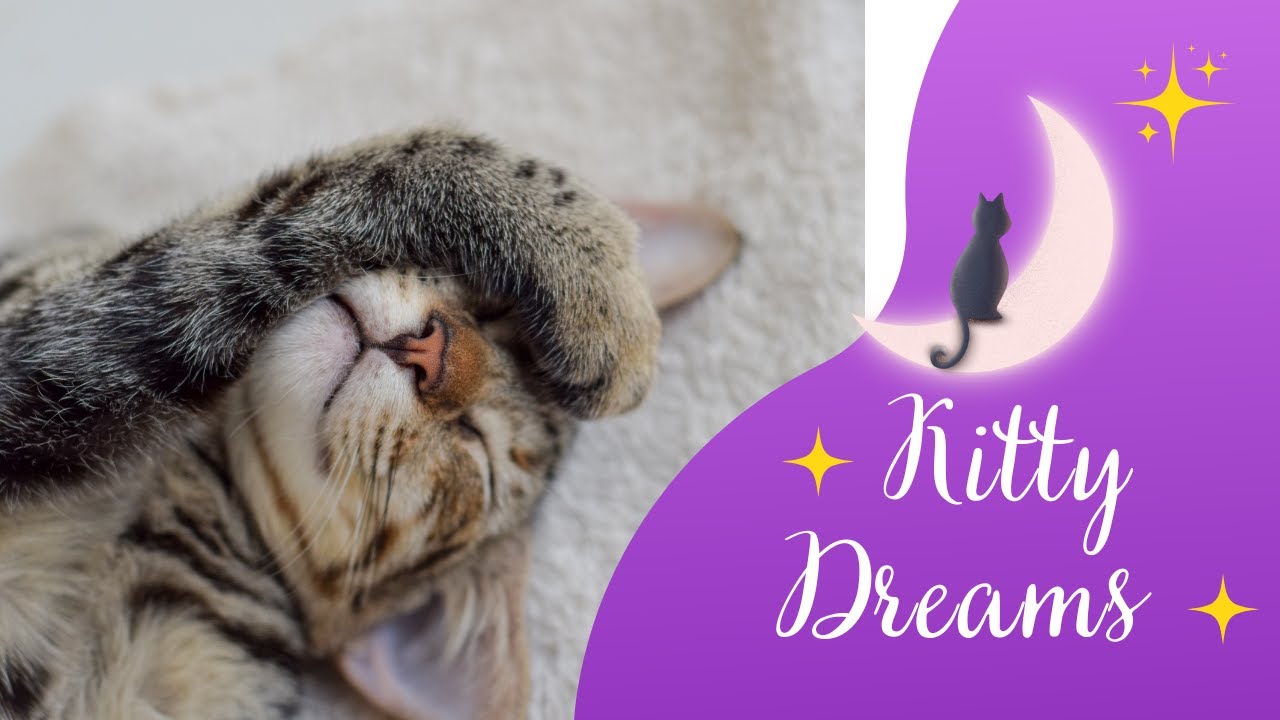 Kitty Dreams Music for Cats (and humans) to Sleep - YouTube