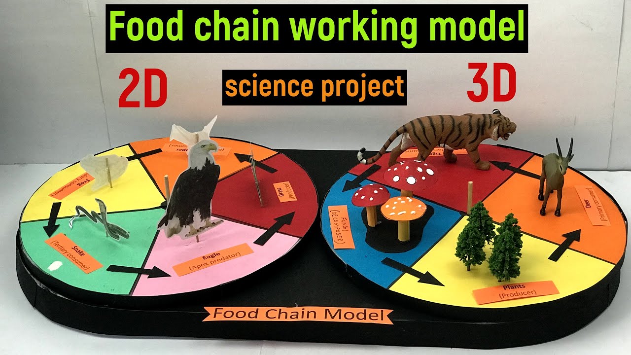 food chain 3d model - food chain working model 2d and 3d project - food ...
