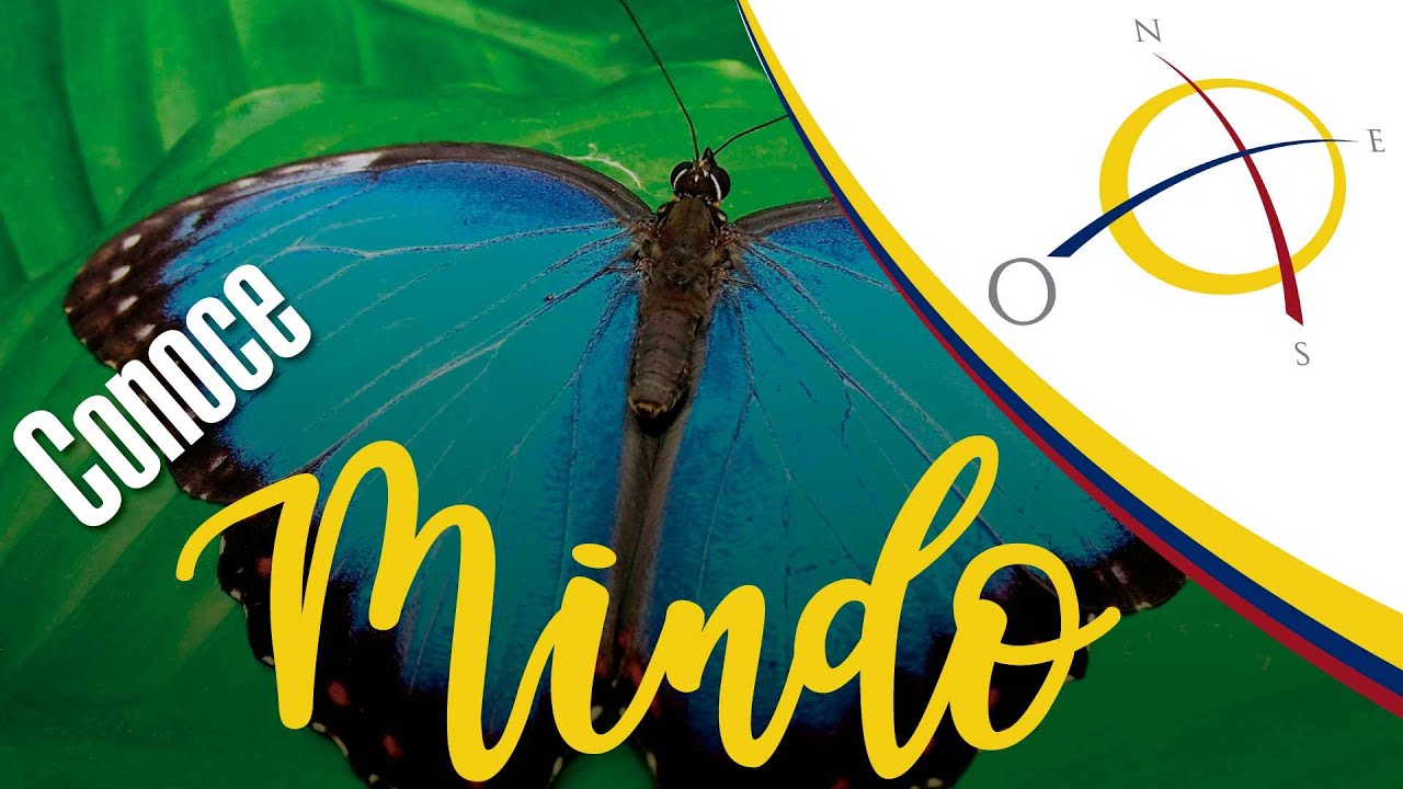 👉 CONOCE LUGARES EN MINDO - Turismo Ecuador 👌 - Mariposas - aves ...