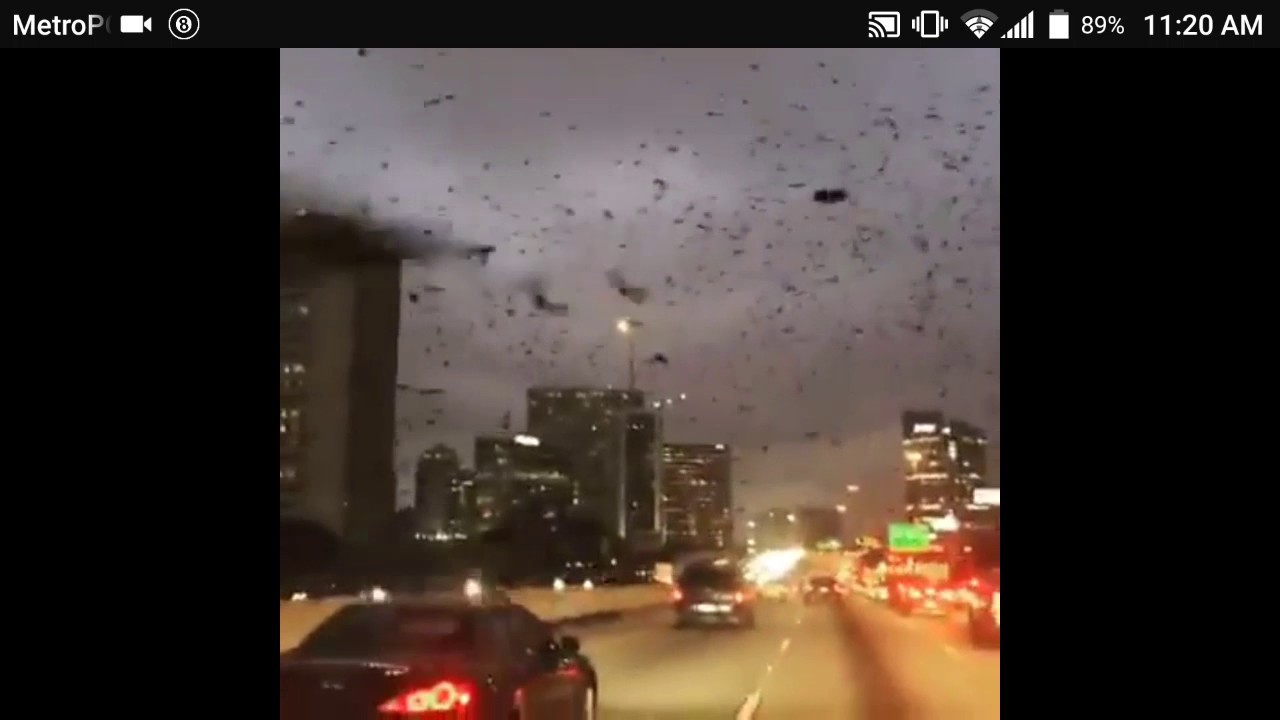 Crows Crowd the City of Houston - YouTube