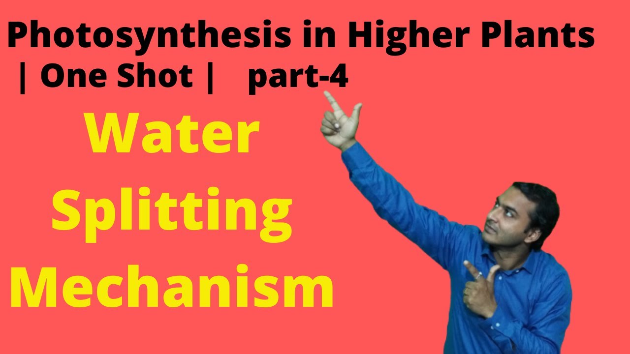 Photosynthesis in Higher Plants in one shot #Class -11#Water Splitting ...