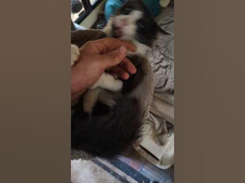 when the Catnip hits - YouTube