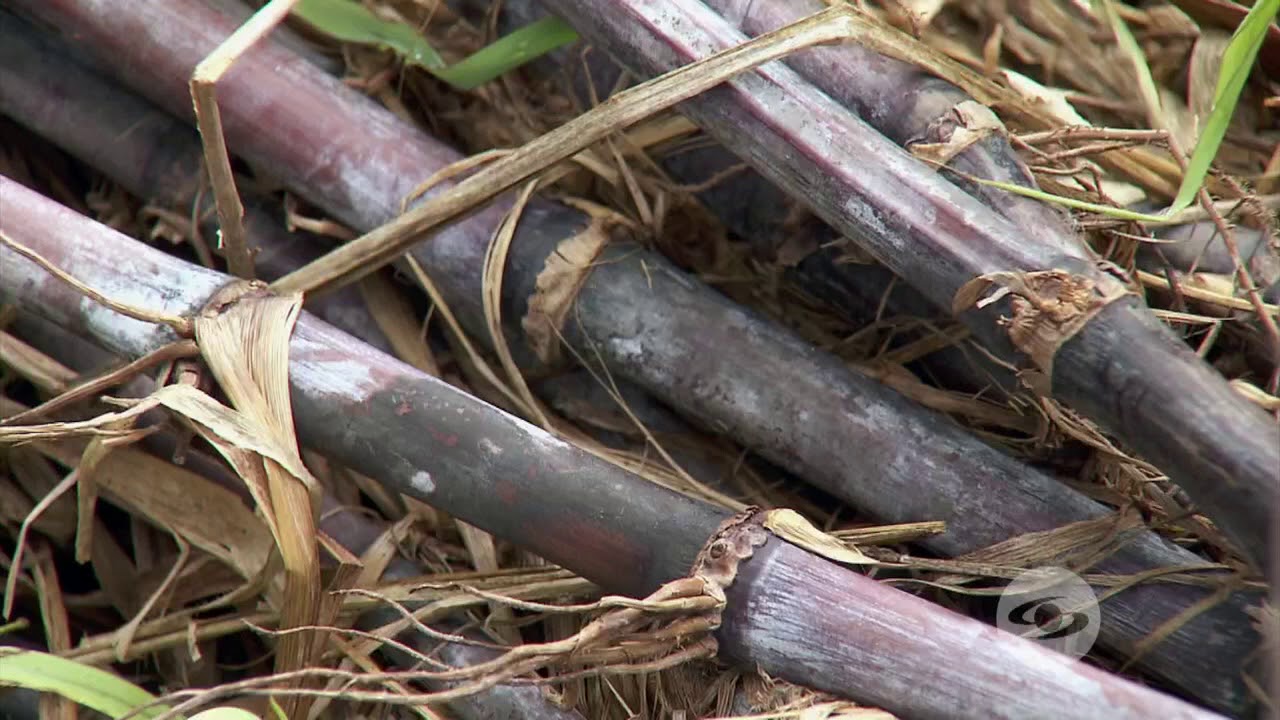 Rebrote del pasto de corte | La Finca de Hoy - YouTube