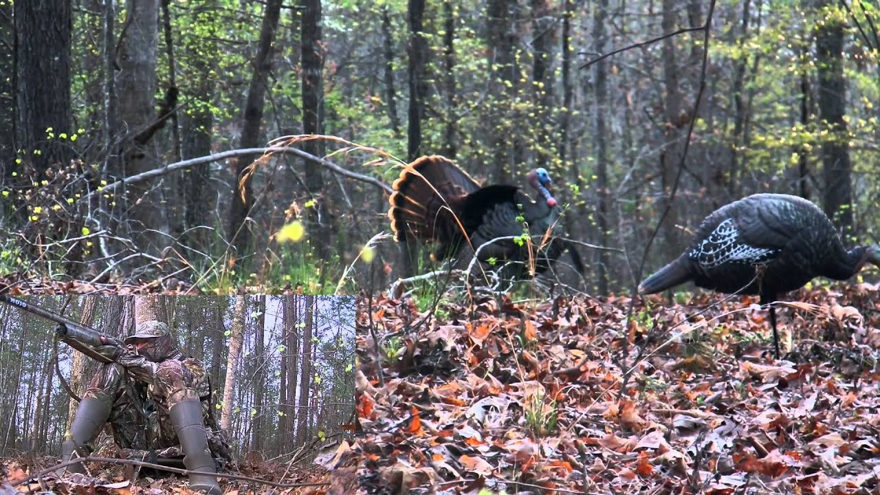 Bigfoot Music and Outdoors Promo Turkey Hunt with Jason Coley - YouTube