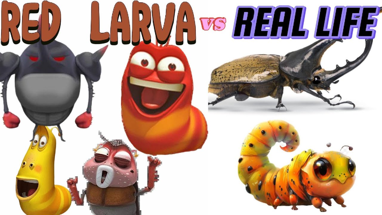 Red Larva Oi Oi Oi VS (Real Life) - YouTube