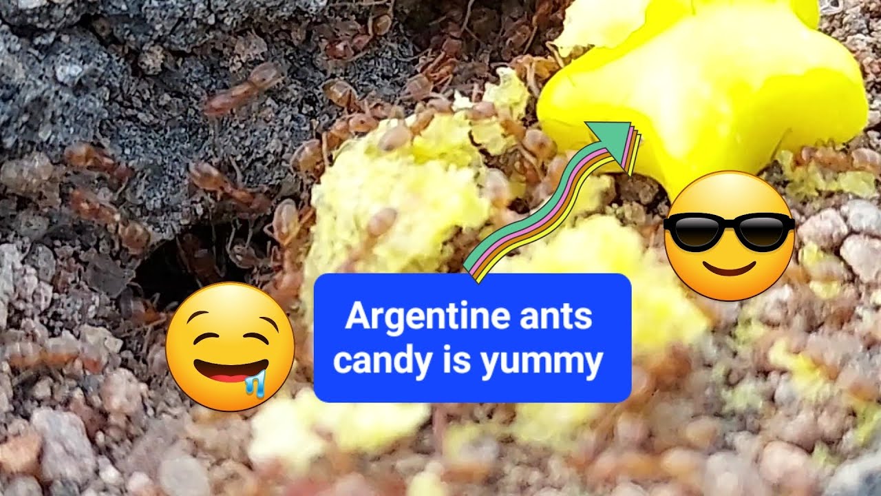 Argentine ants eating candy - YouTube