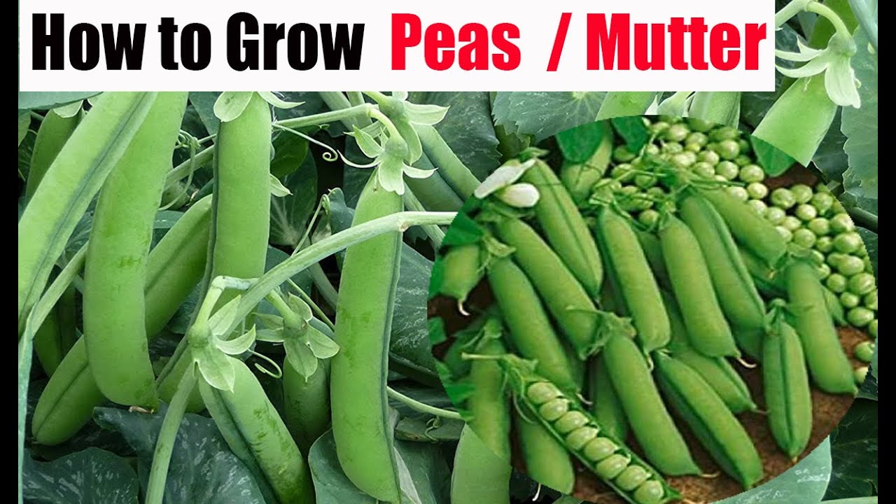 How to Grow Peas | Mutter Hybrid Organic Seeds in your Garden | Green ...