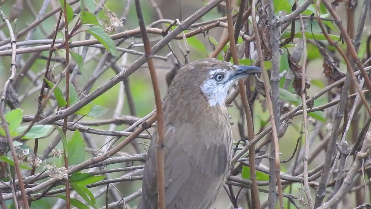 Spiny Babbler at Sarangkot - YouTube