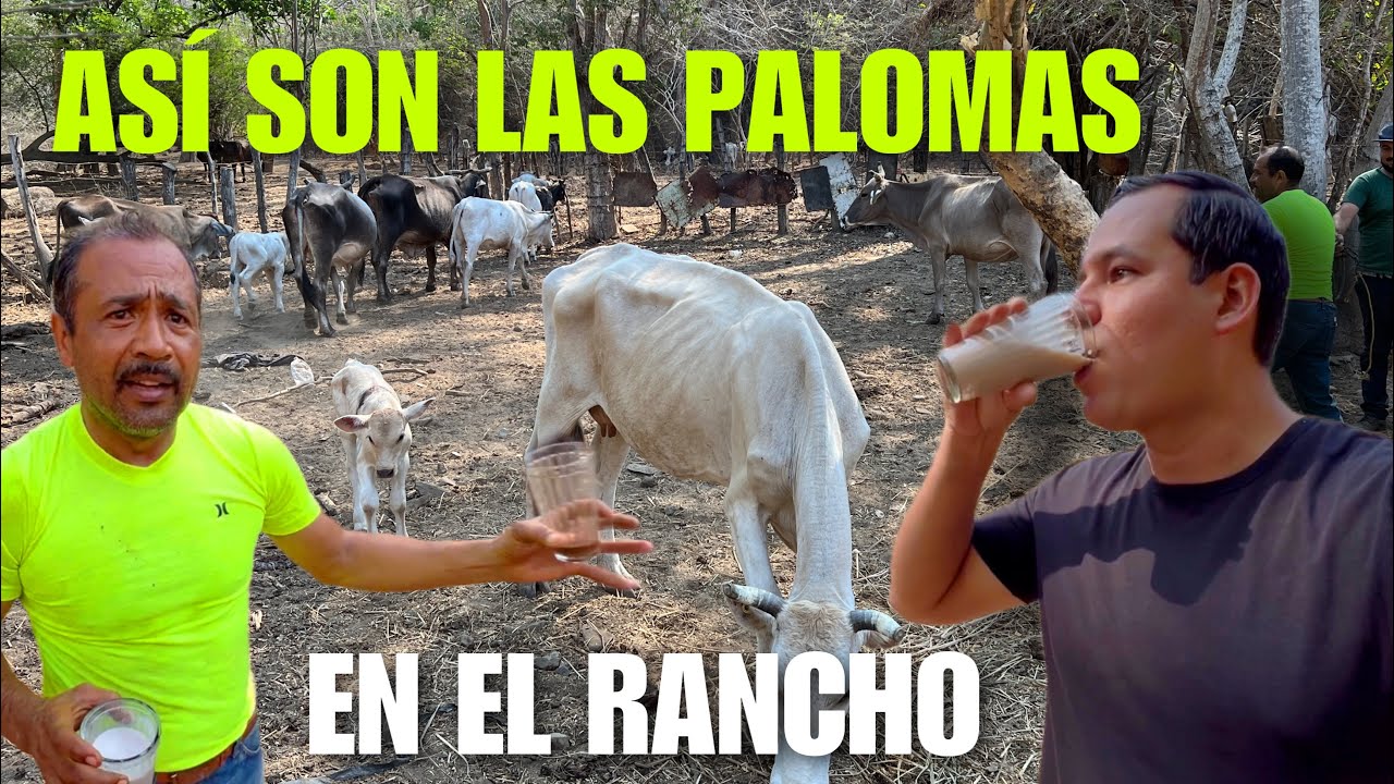 ASÍ SON LAS PALOMAS EN EL RANCHO | Probamos por primera vez una paloma ...