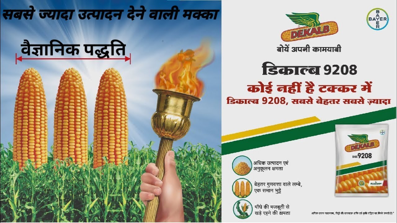 Dekalb 9208 information in hindi|| dekalb maize|| देकल्ब मक्का बीज ...