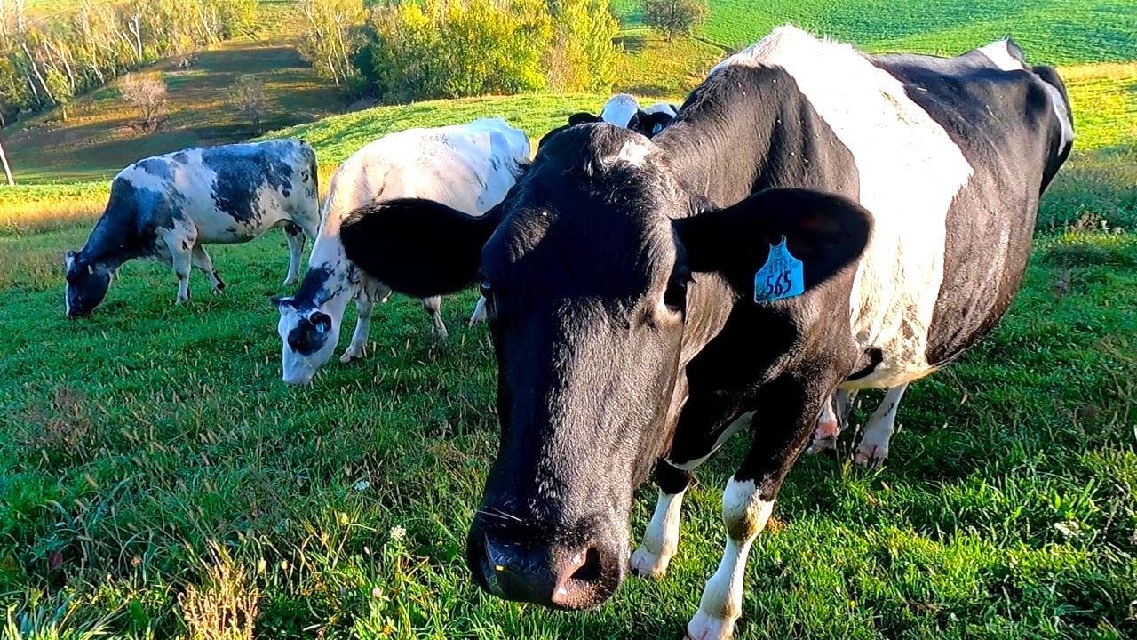 Milking Cows In The Fall On A Small Wisconsin Dairy Farm! - YouTube
