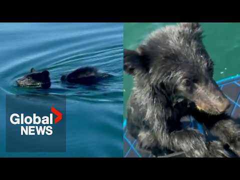 BC family rescues “Boo Boo”: Exhausted baby bear pulled into boat by family