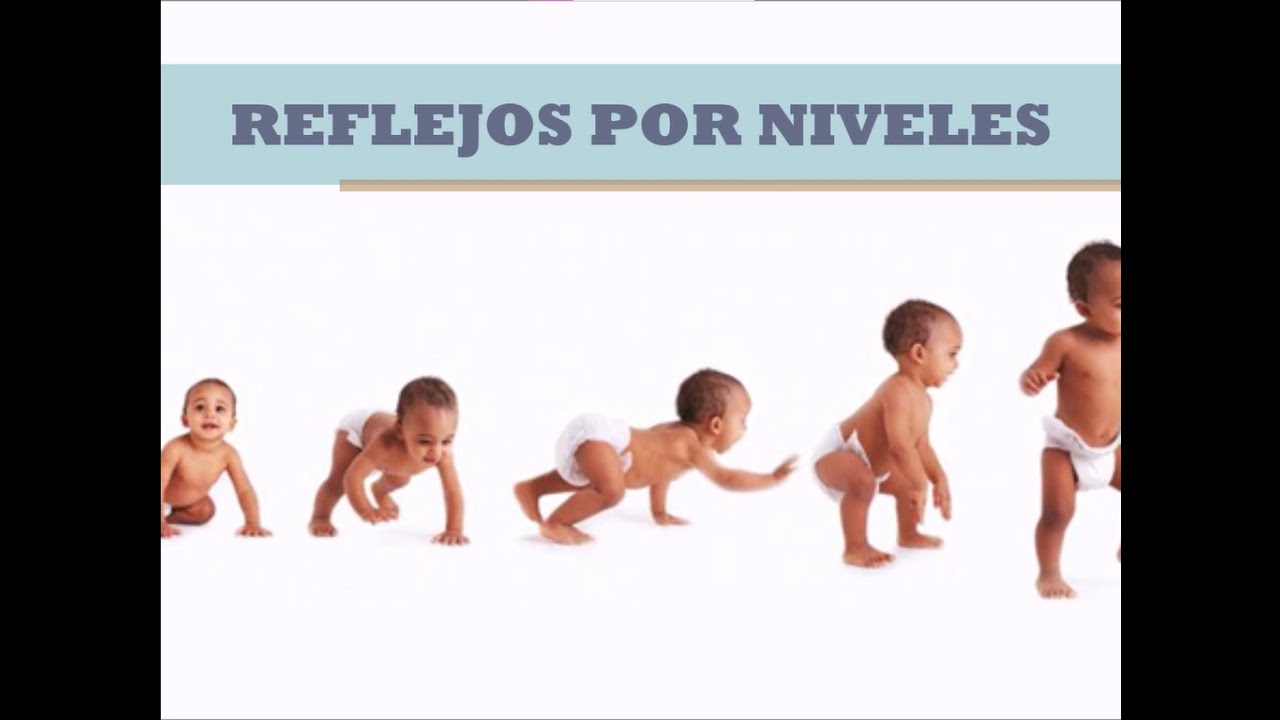 Reflejos por Niveles Espinal, Tallo Cerebral, Mesencéfalo y Cortical ...