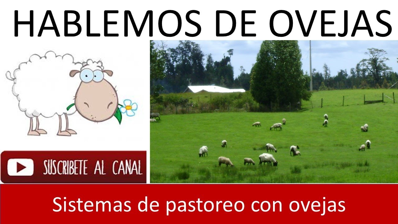 2- EL PASTOREO - YouTube