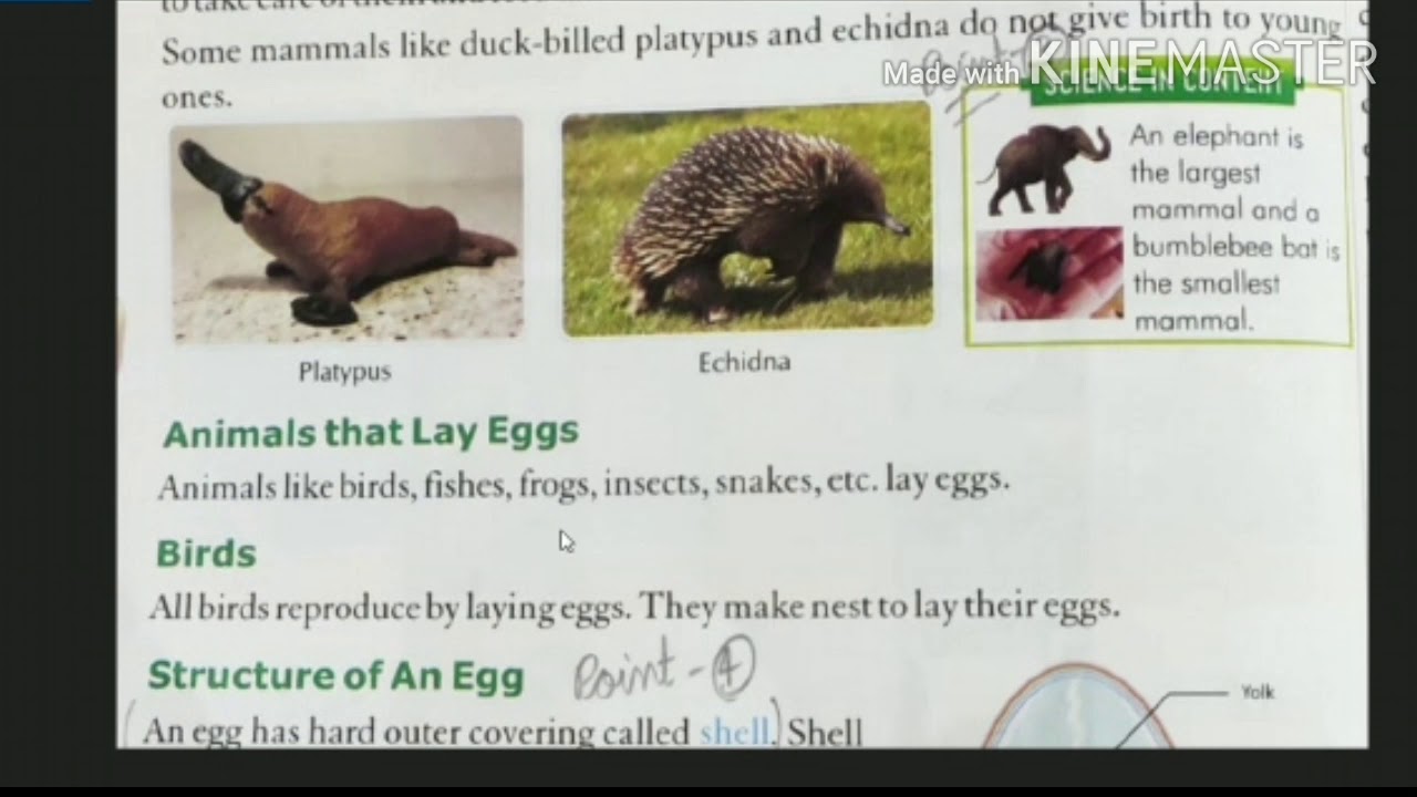 Reproduction in animals || Part-1 || Class-4th - YouTube