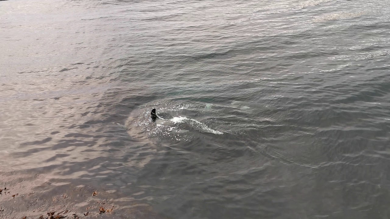Orca swimming below us. - YouTube
