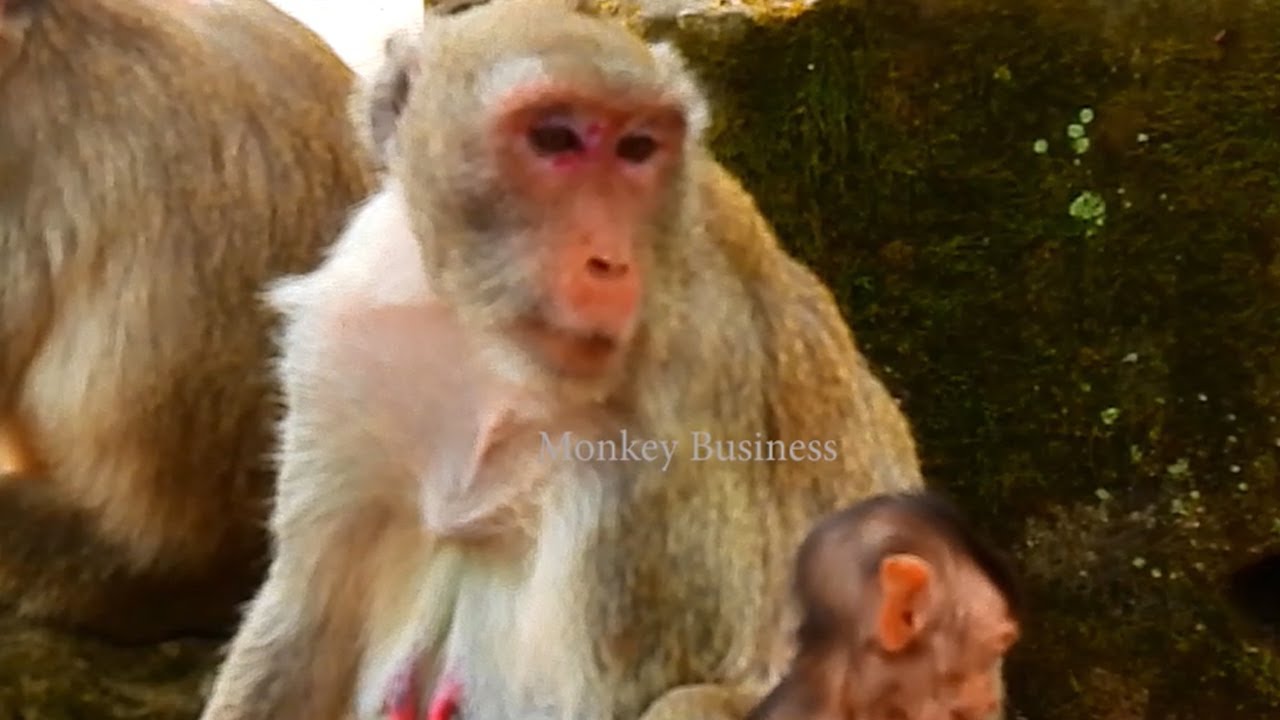 Monkey Jan and little monkey Jody - YouTube