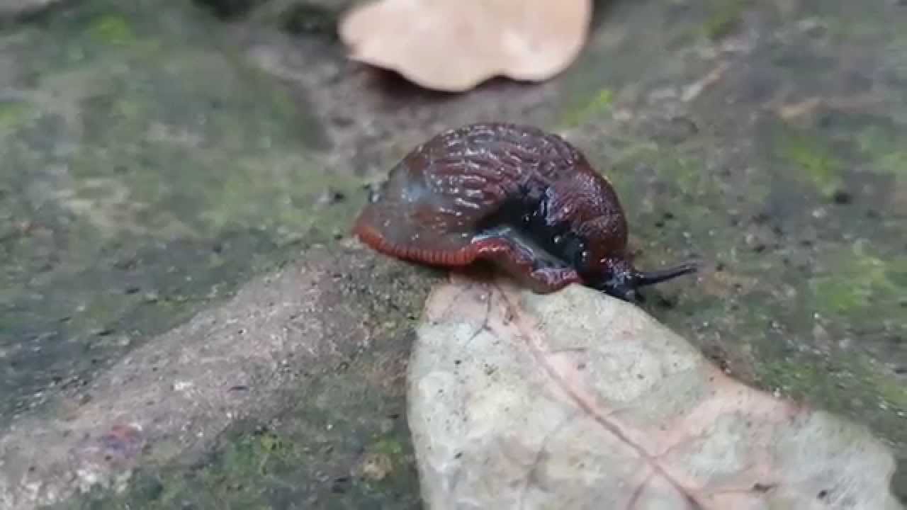 Slug mites on a Spanish slug (Arion vulgaris) - YouTube