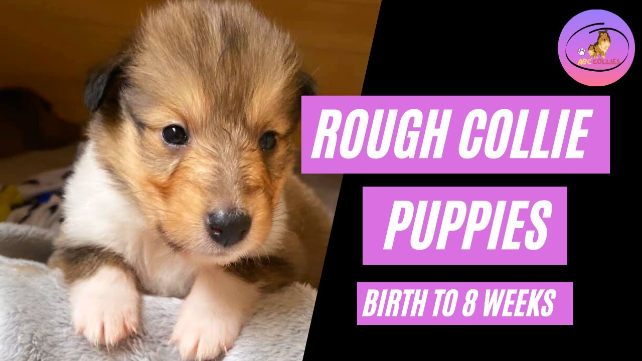 collie rough puppies birth to 8 weeks - YouTube