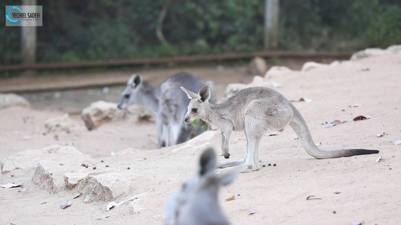 קנגרו חמודים קופצים בגן החיות התנכי בירושלים Cute kangaroos jump in the ...