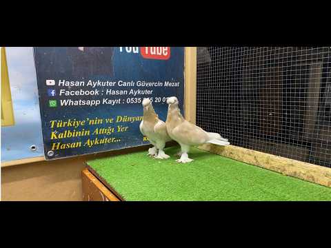 Canlı Güvercin Mezatı Hasan Aykuter Mezatı | Oyun Kuşu Mezatı | Taklacı Güvercin İhalesi Canlı Yayın