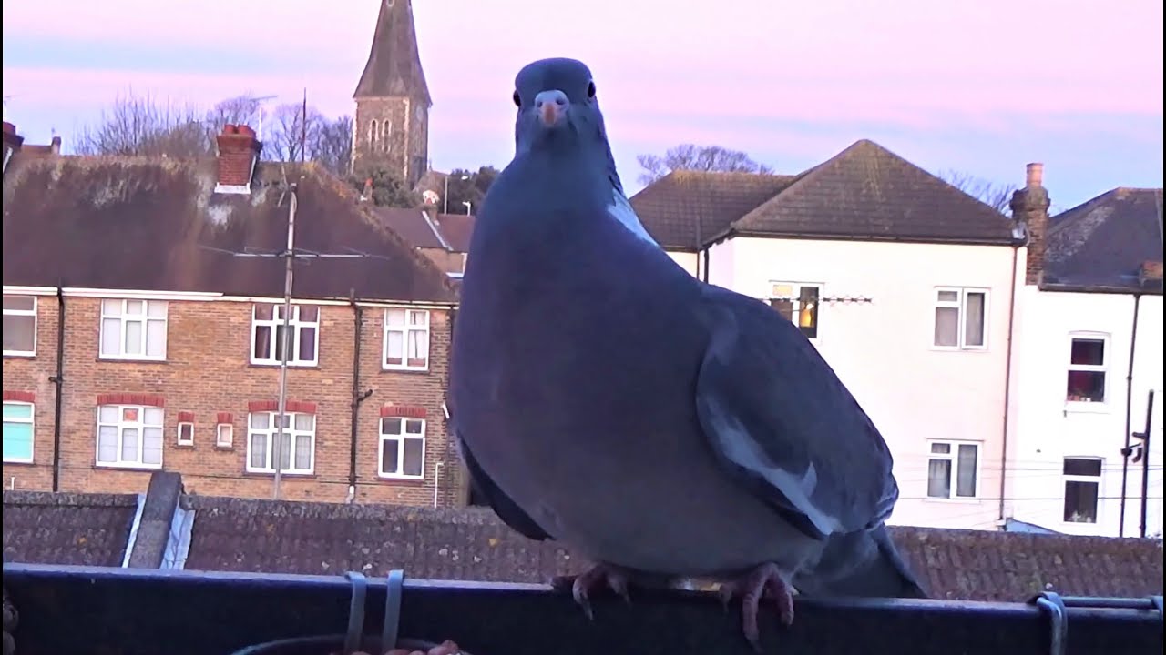Wood Pigeon With Mad FACE and Eurasian Jay for Peanut Supper / Balcony ...