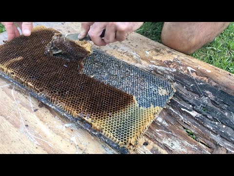 How To Clean Plastic Frames Beekeeping