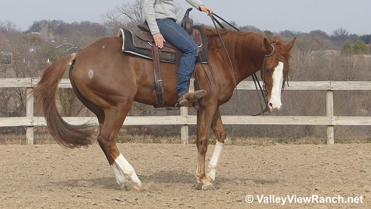 Jae Hawk - easy jog, lope, LEAD changes, big stops! - ValleyViewRanch ...