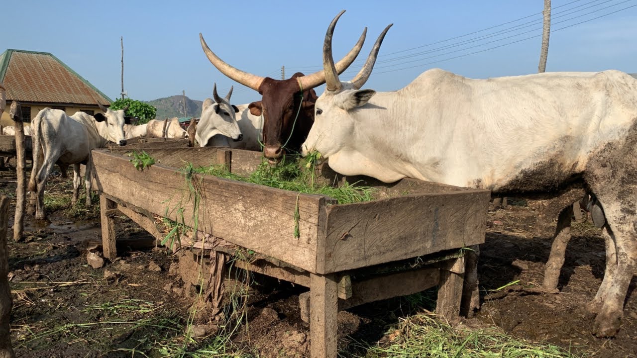 Livestock Market in Africa || Cattle and Ram Market - YouTube
