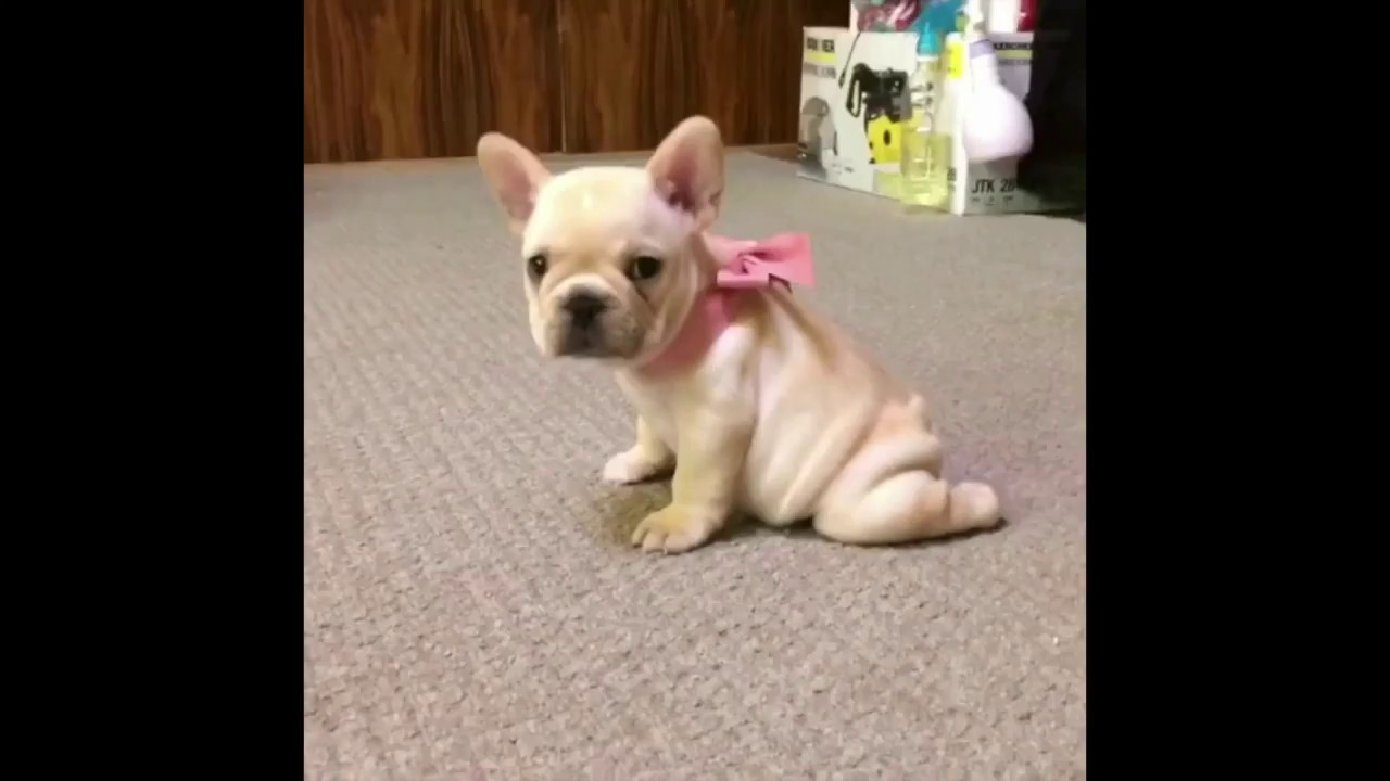 Frenchie Puppy Bends Legs Back!! | I Love My Frenchie Dog - YouTube