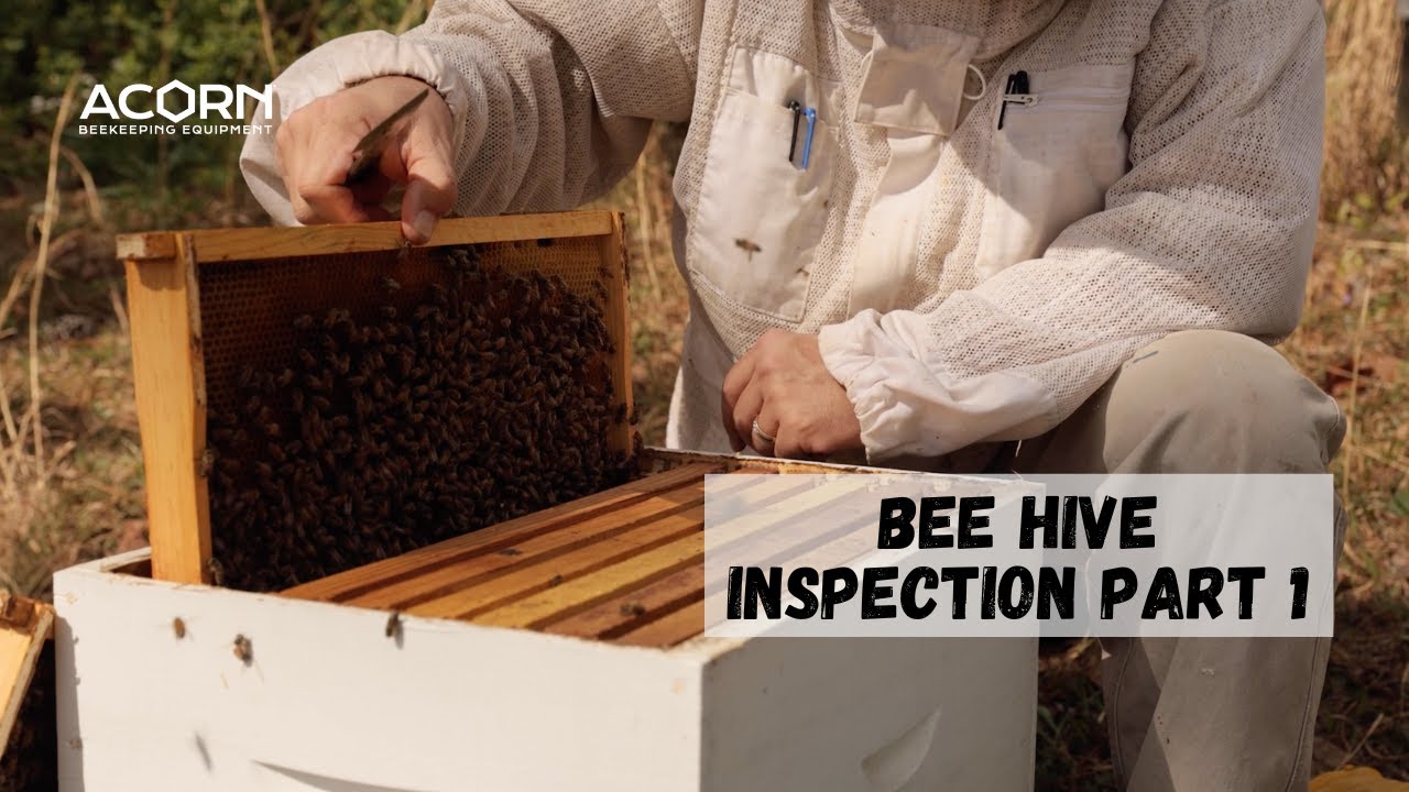 Bee Hive Inspection Part 1 | Acorn Beekeeping Equipment - YouTube