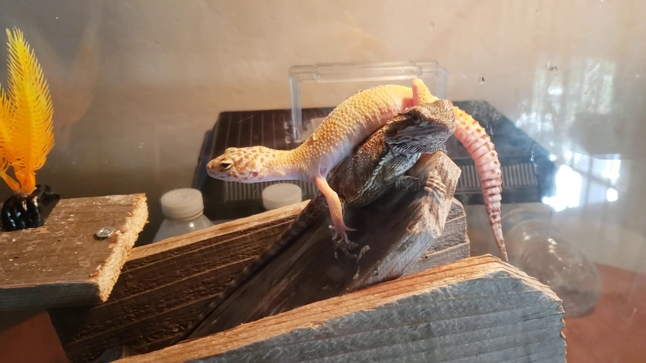 Bearded Dragon & Leopard Gecko Best of Friends. - YouTube