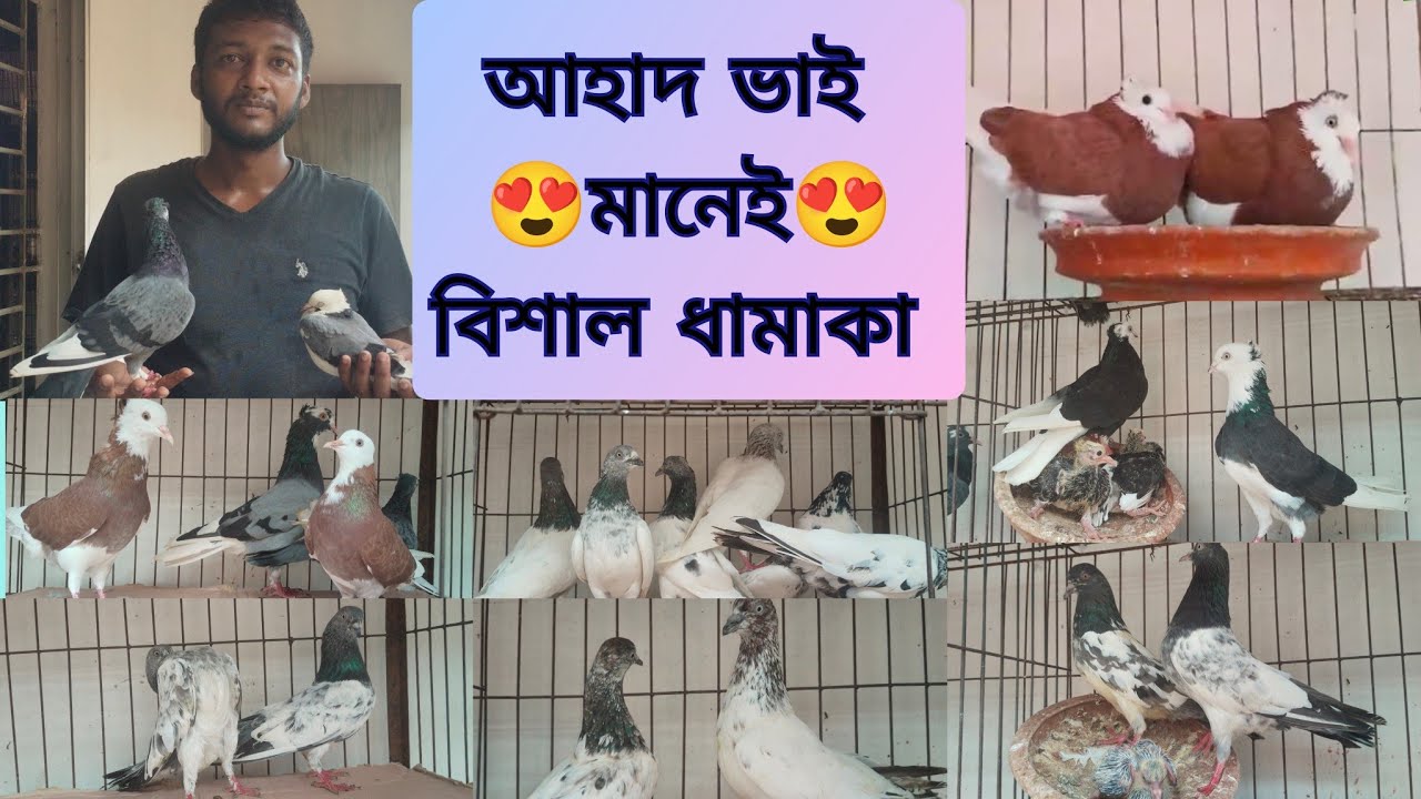 আবার ও অবাক করা দামে কবুতর কিনুন আহাদ ভাইয়ের খামার থেকে লাল গররা চুইনা ...