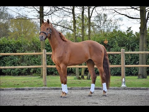 Te koop 4 jarige ruin van Apache x San Remo -Sporthorses.nl