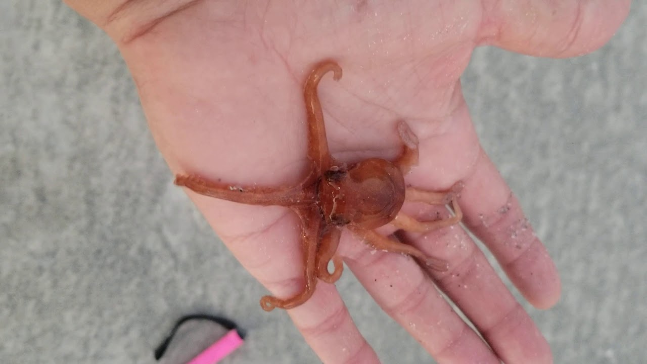 We found - Baby Octopus - YouTube