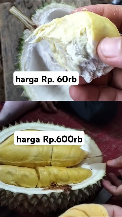 Perbedaan harga durian lokal dengan durian musangking #durianlokal #durianmusangking - YouTube