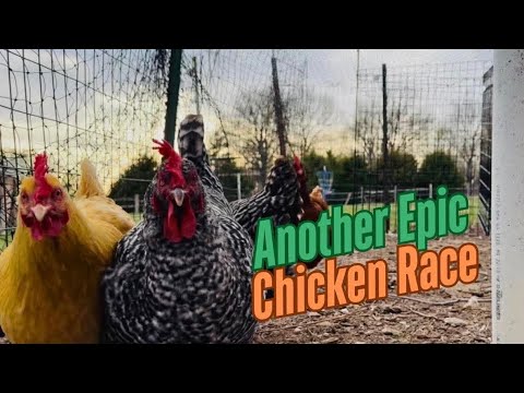 Another Epic Chicken Race! - YouTube